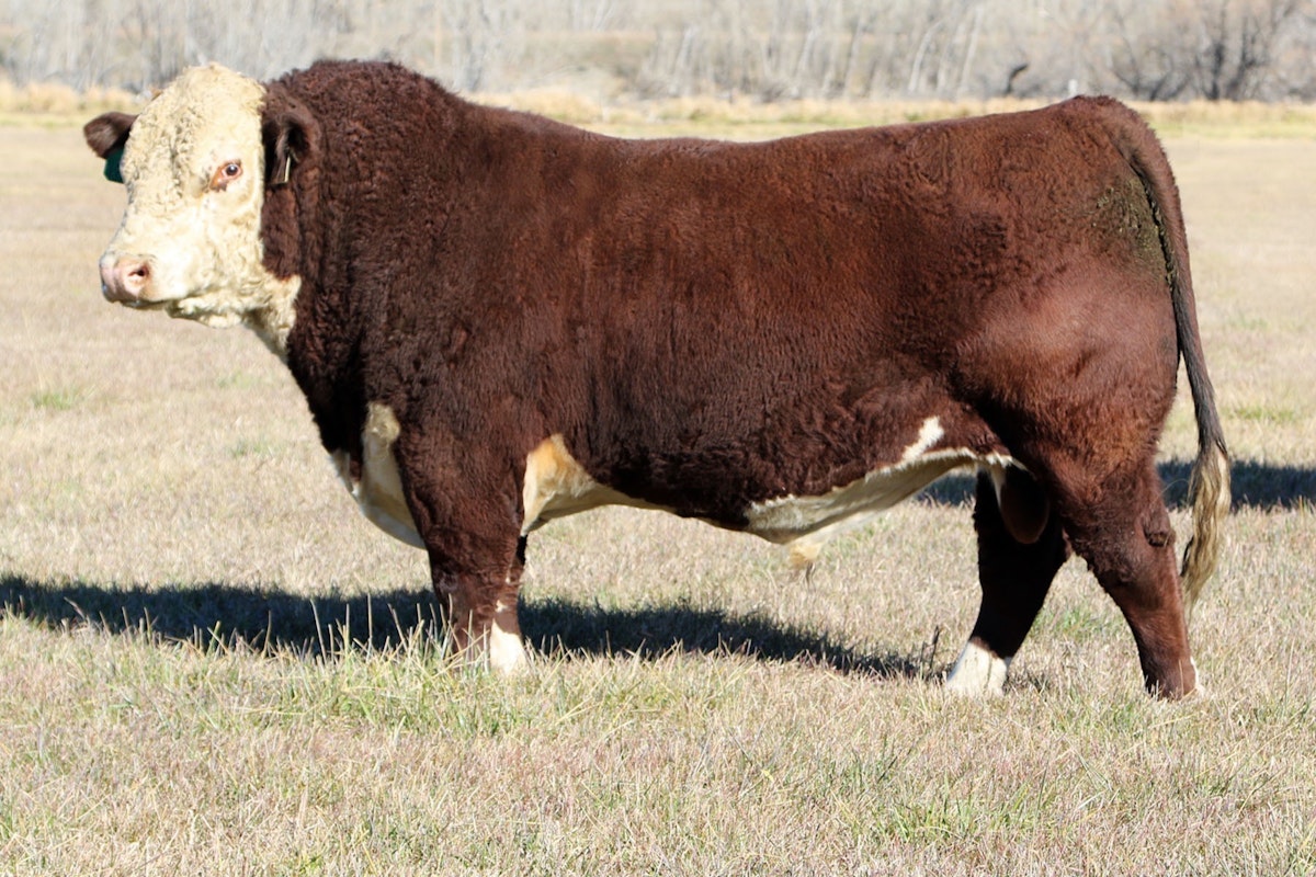 Njw Herd Sires Njw Polled Herefords